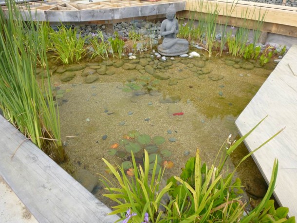 Goldfish Ponds - Natural Pools NZ