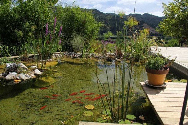 Goldfish Ponds - Natural Pools NZ